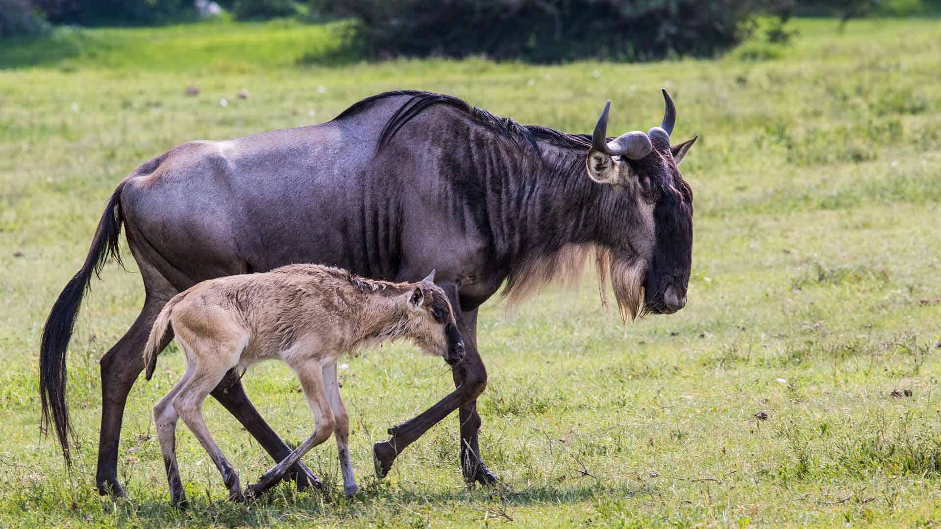 6 Days The Wildebeest Calving Season - Tanepic Safaris & Adventure
